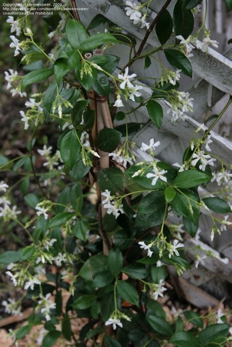 Plantfiles Pictures Trachelospermum Species Chinese Star Jasmine
