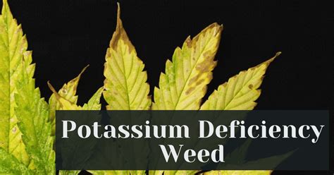 Potassium Deficiency Weed New Age Genetics