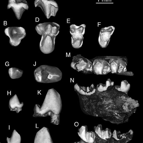 Dryomomys Dulcifer New Species From Big Multi Quarry Left P3 Cm Download Scientific