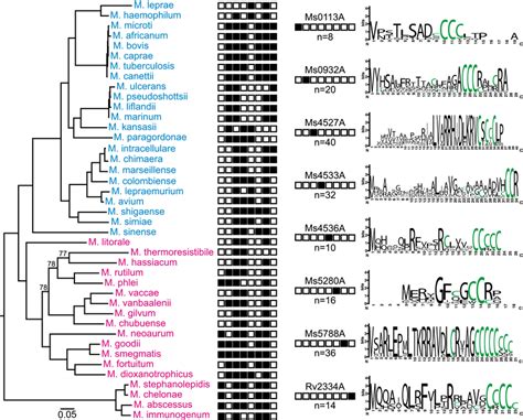 Phylogenetic Distribution Of Polycysteine Ll‐sorfs In Mycobacteria A