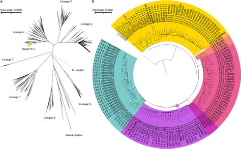Maximum Likelihood Trees With 1000 Bootstrap Samples Generated With