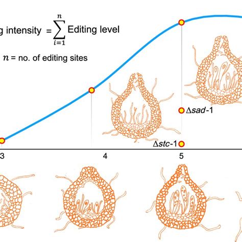Spatiotemporal Dynamics Of A To I Mrna Editing During Sexual Download Scientific Diagram