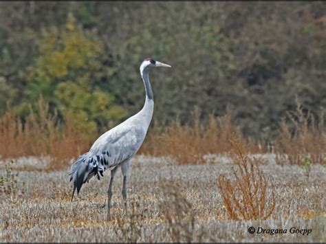 Les échassiers Archives Oiseaux De France