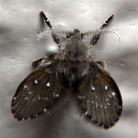 Drain Fly Moth Fly Clogmia Albipunctata Moth Fly Moth Insects