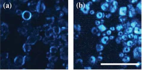 Shg Microscopy Of Biological Samples Second Harmonic Generation
