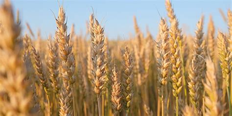 미국 정부 가뭄에 강한 유전자 조작 밀 재배 승인 기후변화 대응력 강해