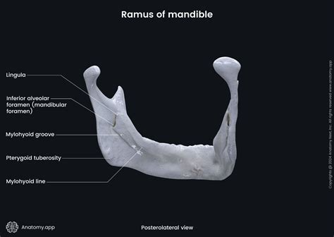 Mandible Anatomyapp