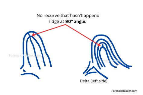 Loop Fingerprint Pattern 5 Rules And 4 Types With Images