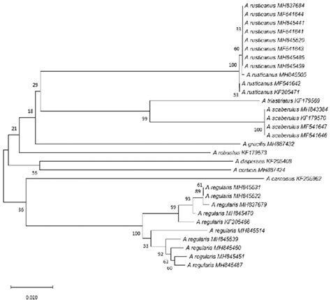 Evolutionary Relationships Of Amynthas Species Inferred Using The Download Scientific Diagram