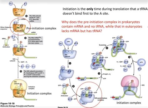 Solved Initiation Is The Only Time During Translation That A