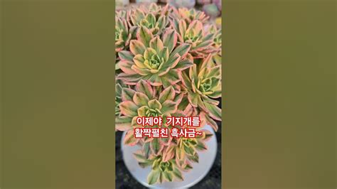 이제 정신차린거~~ 그럼 많이 이쁘지자 유나초롱 초롱맘 흑사금유나 자구분양 에오니움 다육집사 다육판매 포항다육 포항다육키핑 Succulents