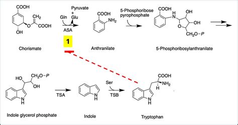 Chapter 5 Regulation Of Gene Expression Microbial Biotechnology Fundamentals And Applications