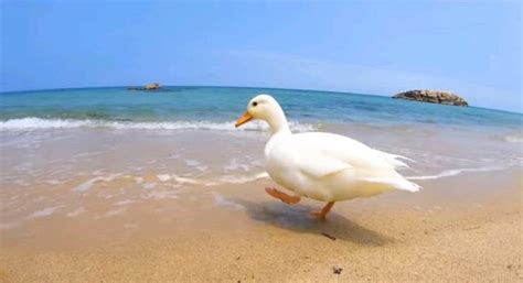 오리와 함께 바다에가면 생기는 일 인스티즈instiz 이슈 카테고리