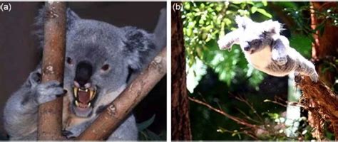 Deadly Australian Drop Bears Are Much More Abundant Than Previously