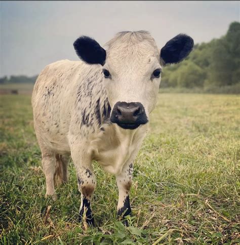 Mini Moo On Main Street Coming Saturday Kvoe