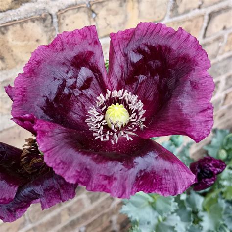 Poppies Black