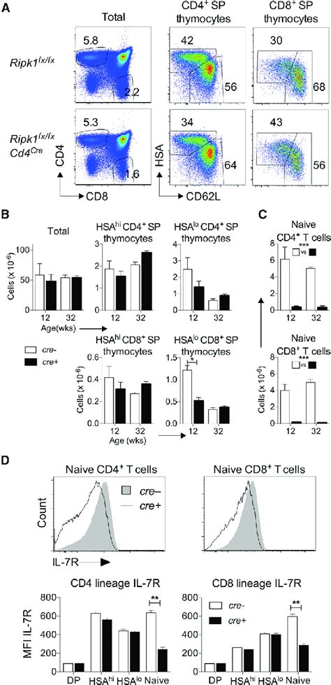 Normal Thymocyte Development But Defective Peripheral Homeostasis In