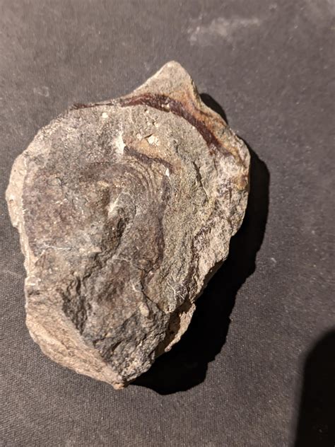Need Help Identifying This Fossil I Found R Fossilid