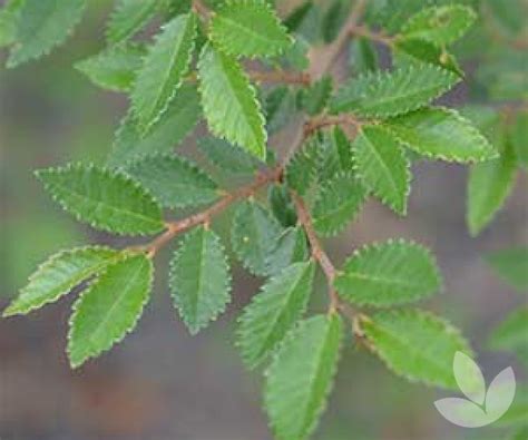 Ulmus Parvifolia Red Emperor Red Emperor Chinese Elm Tree Trees