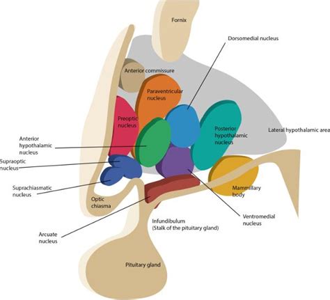 2 The Sleeping Brain Neuroanatomy Polysomnography And Actigraphy