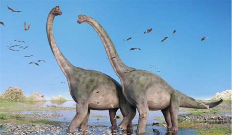 Diplodocus Vs Brachiosaurus Detailed Difference All The Differences