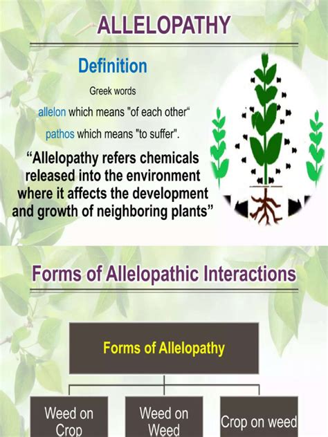 Allelopathy Pdf