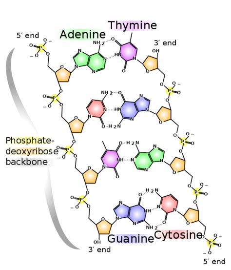 Nucleic Acid Monomer Science Trends
