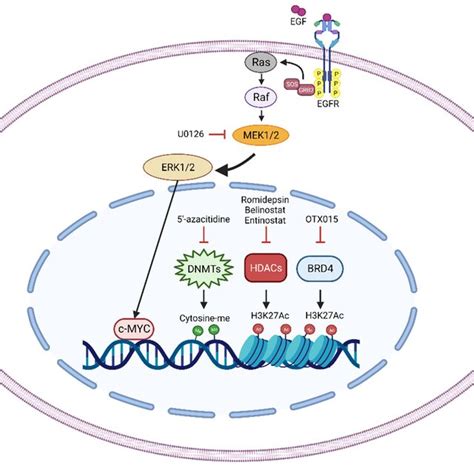 Schematic Representation Of The Principal Radiosensitizer Targets
