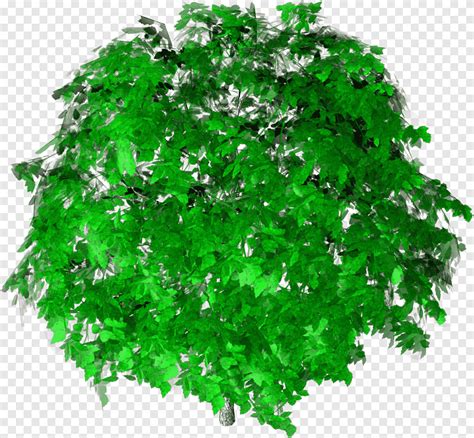 Green Shrub Leaf Branching Architectural Tree Plan Leaf Branch Png PNGEgg