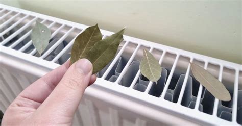 დაფნის ფოთოლს გათბობის ბატარეაზე ვდებ თქვენც ამის გაკეთებას გირჩევთ