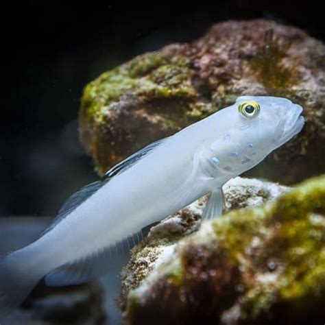 Sleeper Blue Dot Goby Concrete Blonde Aquatics