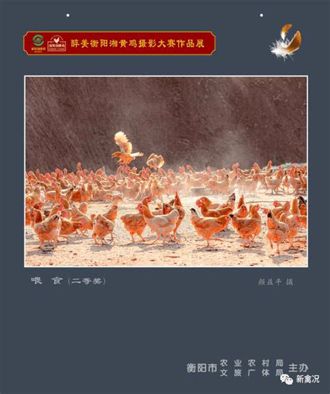 “醉美衡阳湘黄鸡”摄影大赛获奖结果新鲜出炉！养殖