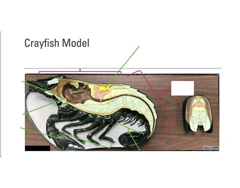 Crayfish Model Quiz
