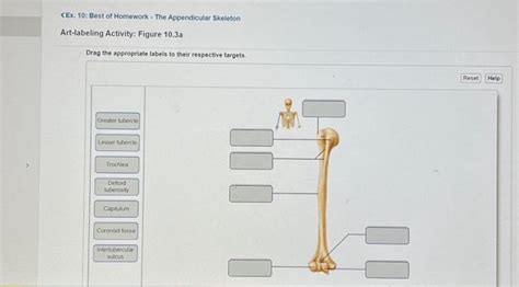 Ex 10 Best Of Homework The Appendicular Skeleton