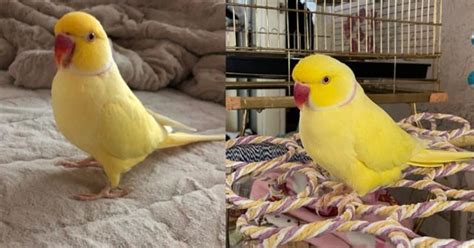 몽실이도 뚜비도 같이 사는 가족인걸요 기부하는 앵무새 달팽이 도마뱀