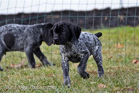 Black German Shorthaired Pointer Hunting