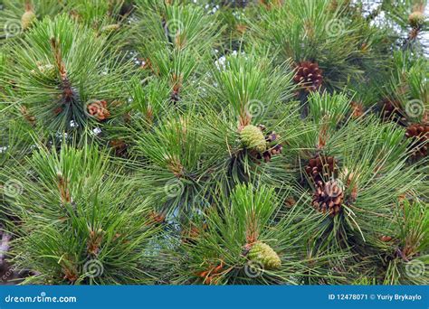 Pine Tree Macro Stock Image Image Of Evergreen Pine 12478071