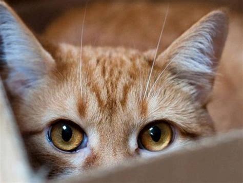小猫喝羊奶拉稀猫咪喝羊奶粉拉肚子怎么办