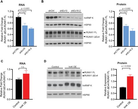 Hnrnp K Impacts Runx1 Alternative Splicing A Ratio Of Runx1 Δex4 To