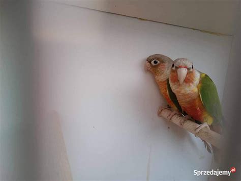 Rudosterki Pineaple Truskolasy Sprzedajemypl