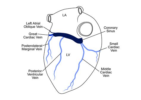 Coronary Veins Anatomy The Coronary Vascular System And Associated