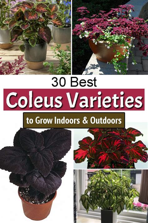 30 Best Coleus Varieties To Grow Indoors And Outdoors Fat Plants