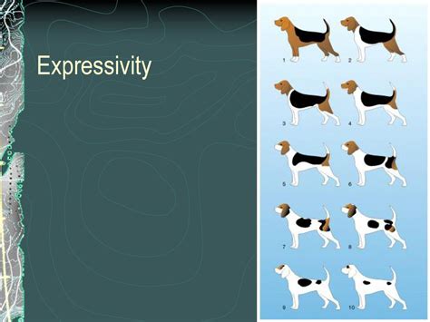 Biology 331 Chapter 4 Gene Interactions Ppt Download
