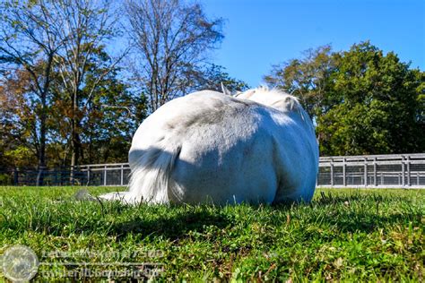 てつ Nikon D7500 On Twitter 爆睡シップと大福シップ Zzz ゴールドシップ ビッグレッドファーム 全