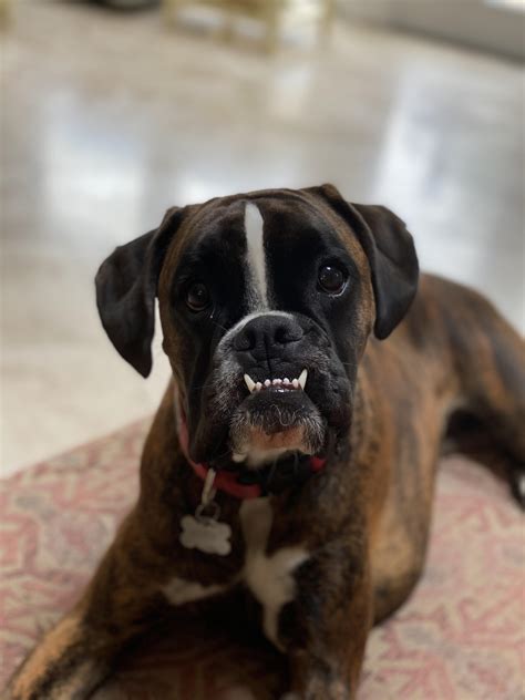 The “cartoon Underbite” Boxer