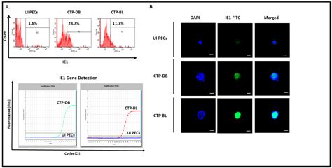 Polyploid Giant Cancer Cells Generated From Human Cytomegalovirus