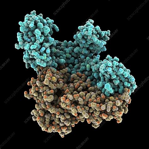 Hiv Reverse Transcriptase Enzyme Stock Image C009 0199 Science