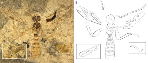 Holotype Of Xanthopimpla Crescendae N Sp Fur 11214 Photograph A Download Scientific