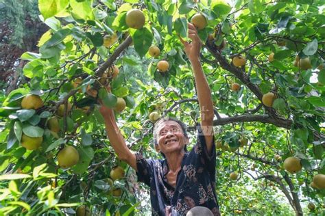 四川南溪：喜摘黄花梨 人民图片网