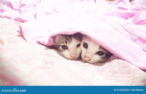 The Cute Kitten Hides Under The Blanket Stock Image Image Of Kitten